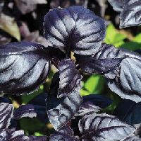 Amethyst Basil | Natorp's Online Plant Store