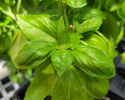 Aroma 2 Basil | Natorp's Online Plant Store