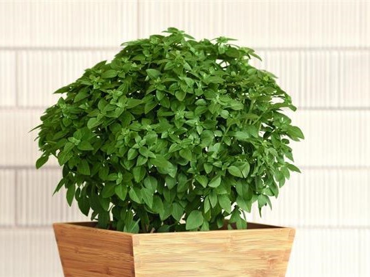Bonsai Basil | Natorp's Online Plant Store