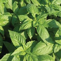 Rutgers Devotion Basil | Natorp's Online Plant Store