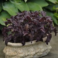 Purple Ruffles Basil | Natorp's Online Plant Store