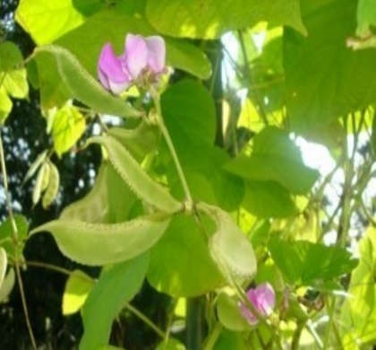 Papdi-Chadni Bean | Natorp's Online Plant Store