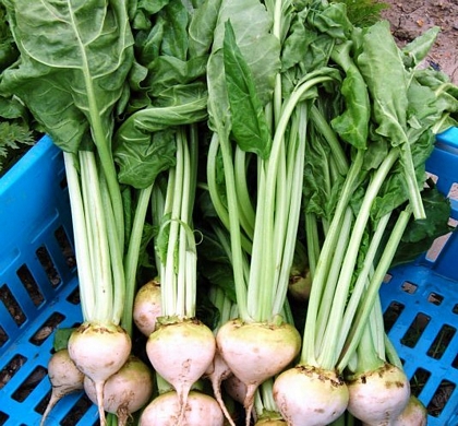 Avalanche Beet | Natorp's Online Plant Store