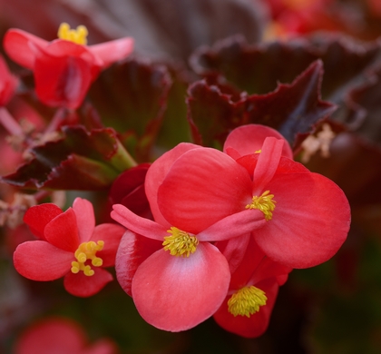 Baby Wing Red Wing Begonia | Natorp's Online Plant Store