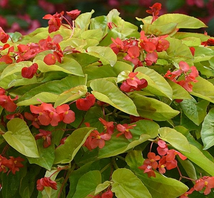 Canary Wings Wing Begonia | Natorp's Online Plant Store
