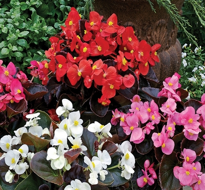 Bada Boom Mix Fibrous Begonia | Natorp's Online Plant Store