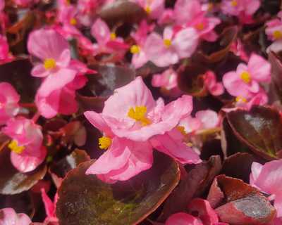 Bada Boom® Pink Wax Begonia | Natorp's Online Plant Store