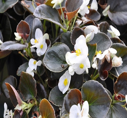 Bada Boom® White Wax Begonia | Natorp's Online Plant Store