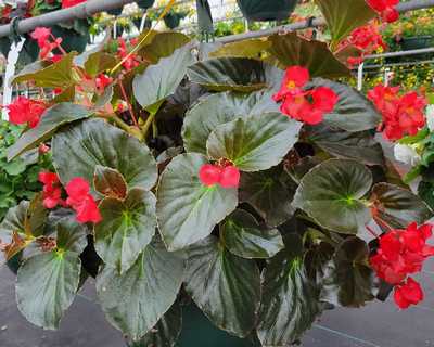 Whopper Bronze Red Fibrous Begonia | Natorp's Online Plant Store