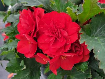 Nonstop® Red Begonia | Natorp's Online Plant Store