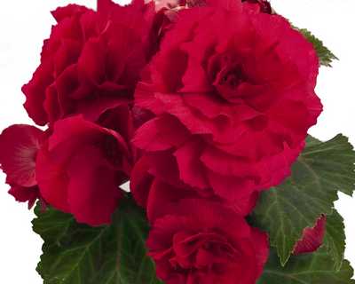 Nonstop® Deep Rose Begonia | Natorp's Online Plant Store
