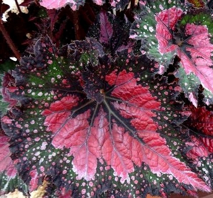 Jurassic Watermelon Rex Begonia | Natorp's Online Plant Store