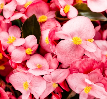 Surefire® Rose Begonia | Natorp's Online Plant Store