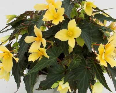 Mistral Yellow Begonia | Natorp's Online Plant Store