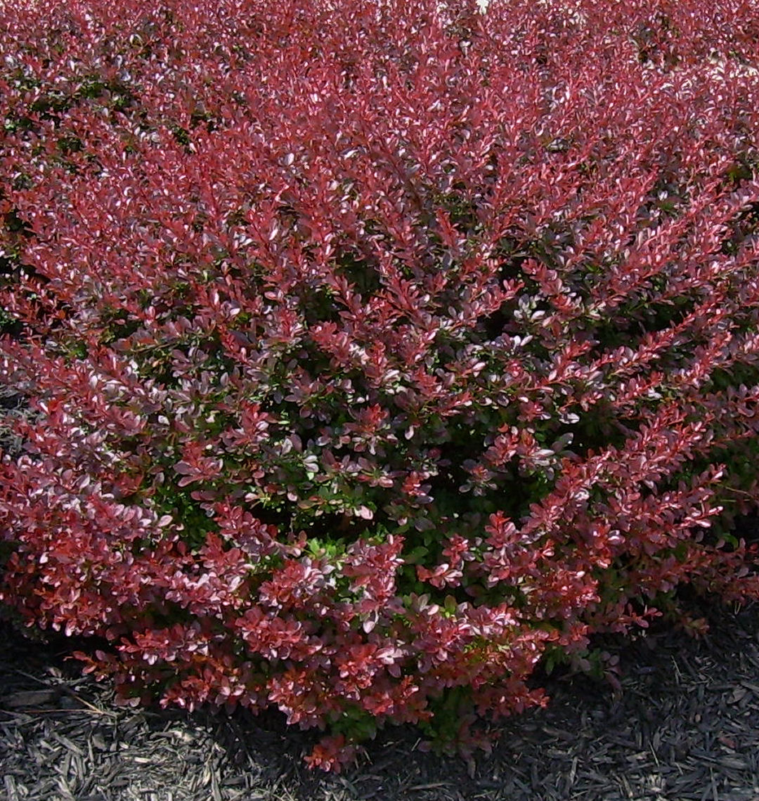 Crimson Pygmy Barberry | Natorp's Online Plant Store