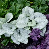 Alexandria Great Bugloss | Natorp's Online Plant Store