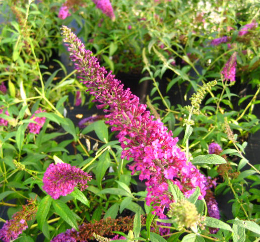Attraction Butterfly Bush | Natorp's Online Plant Store