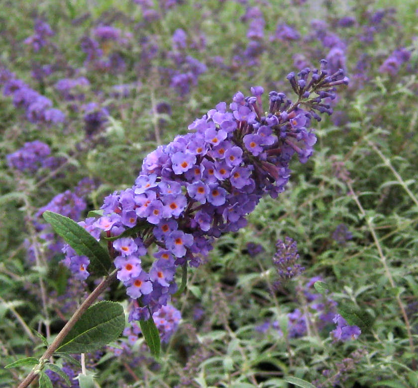 Dwarf Blue Butterfly Bush | Natorp's Online Plant Store
