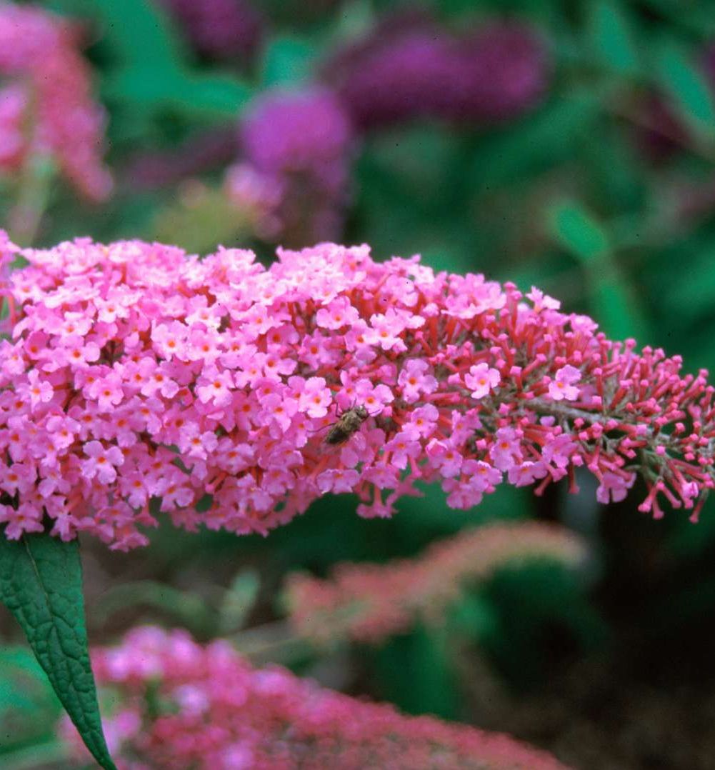 Pink Delight Butterfly Bush | Natorp's Online Plant Store