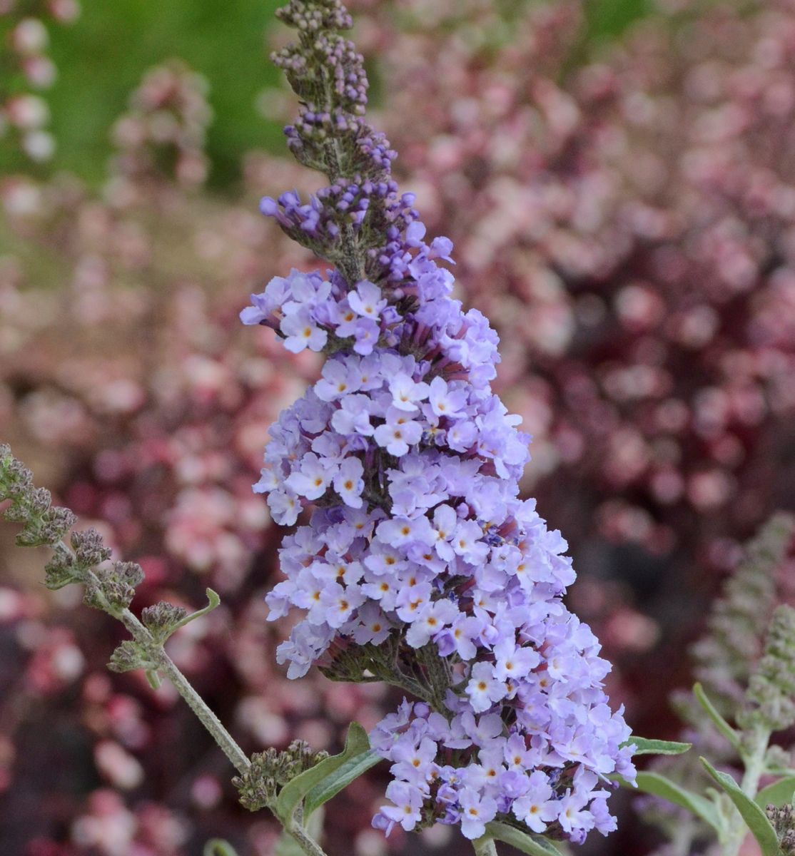 Monarch® Glass Slipper Butterfly Bush | Natorp's Online Plant Store