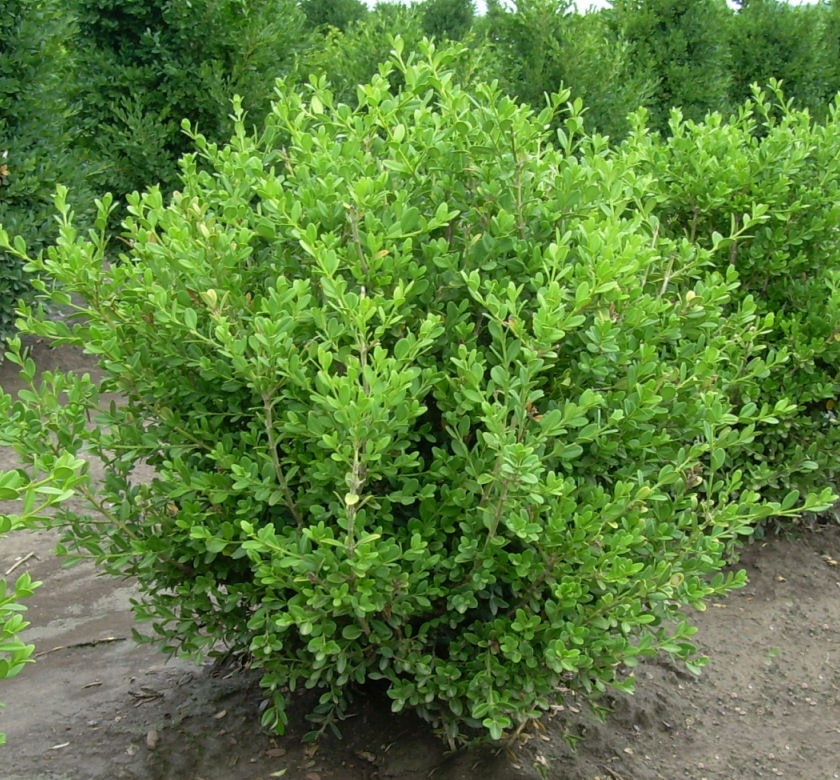 Wintergreen Boxwood | Natorp's Online Plant Store