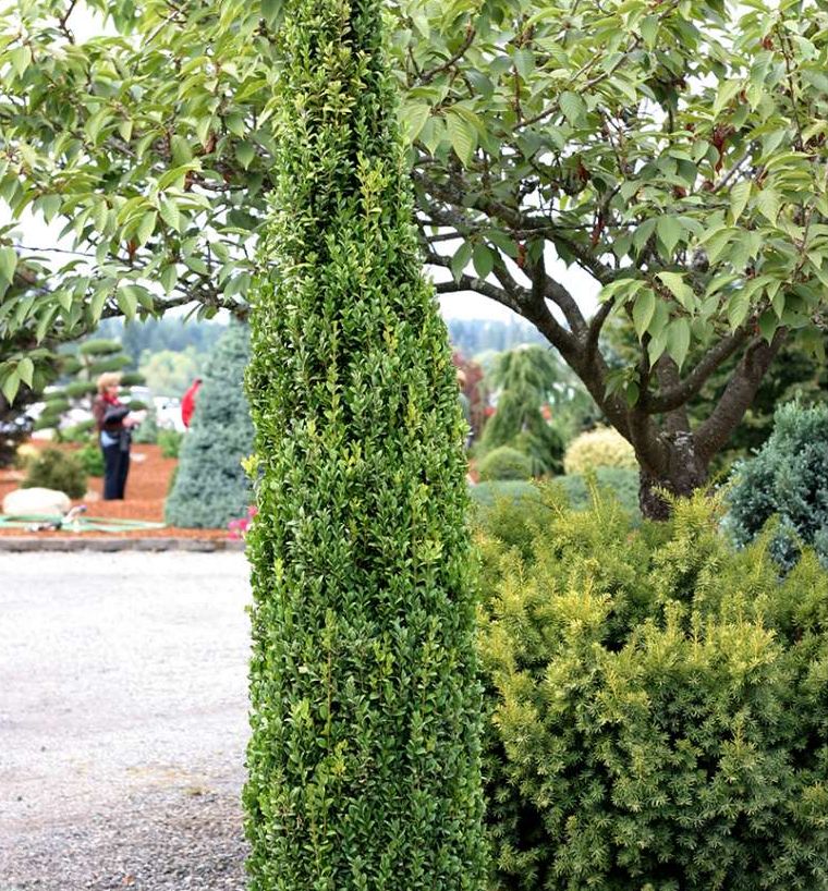 Graham Blandy Upright Boxwood | Natorp's Online Plant Store