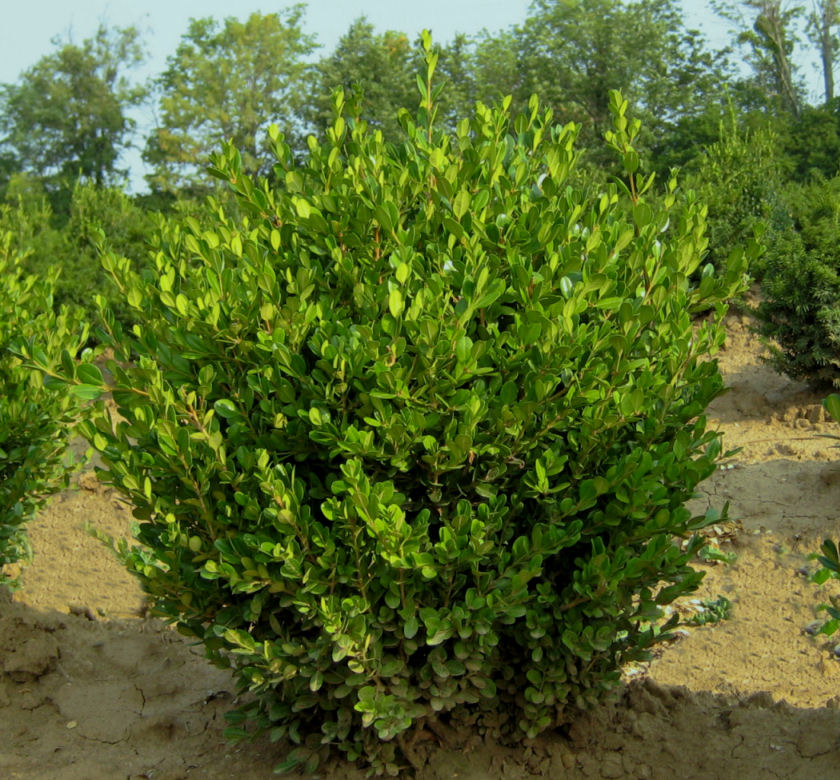 Winter Gem Asian Boxwood | Natorp's Online Plant Store