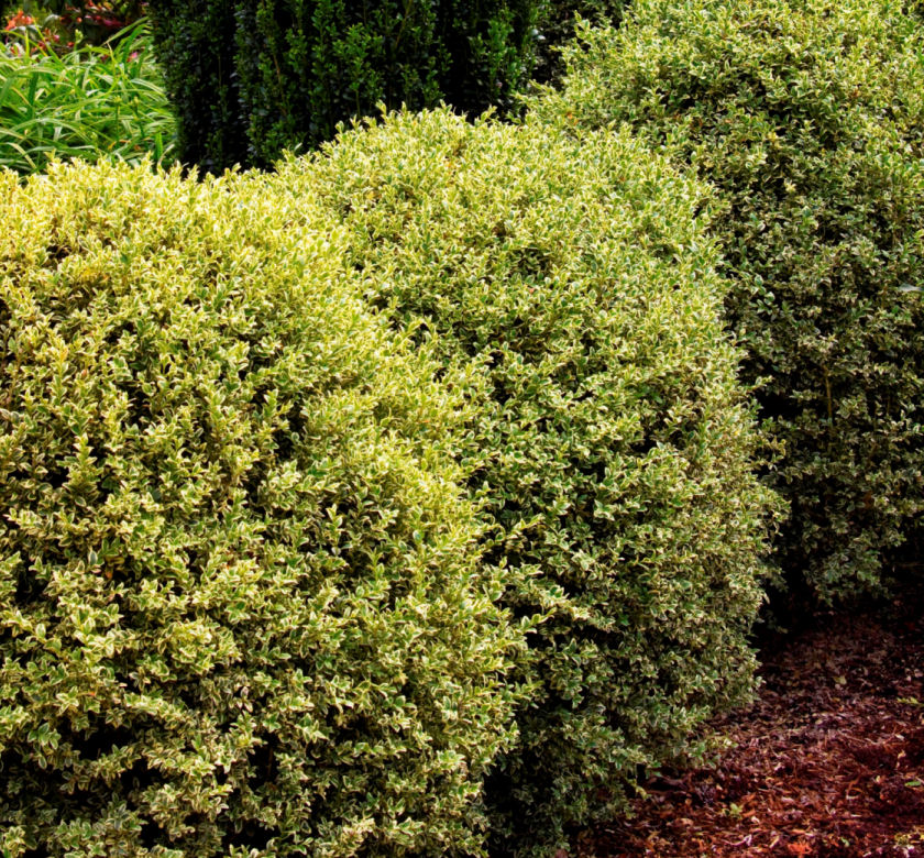 Variegated English Boxwood | Natorp's Online Plant Store