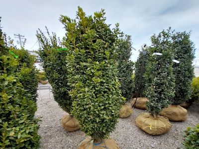 Dee Runk Upright Boxwood | Natorp's Online Plant Store