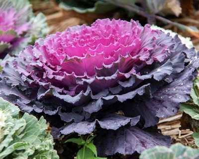 Osaka iQ Red Ornamental Cabbage | Natorp's Online Plant Store