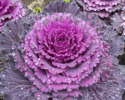 Pigeon Red Kale (Ornamental) | Natorp's Online Plant Store