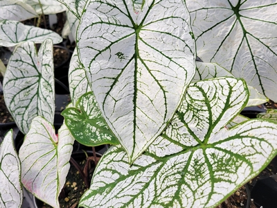 Candidum Caladium | Natorp's Online Plant Store