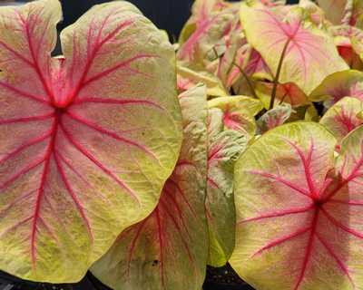 Mint Julep Caladium | Natorp's Online Plant Store