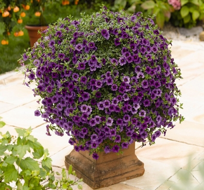 Aloha Purple Calibrachoa | Natorp's Online Plant Store