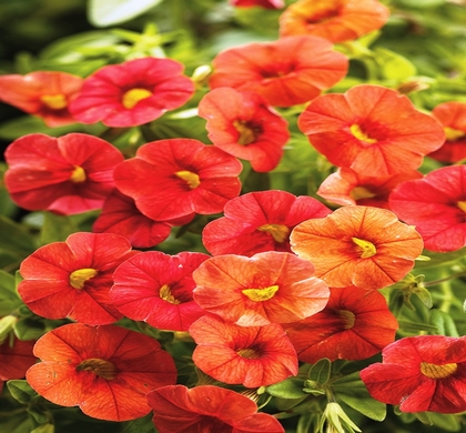 Superbells® Dreamsicle Calibrachoa | Natorp's Online Plant Store