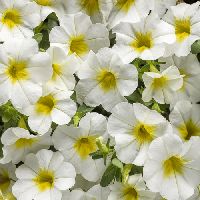 Superbells® Over Easy Calibrachoa | Natorp's Online Plant Store