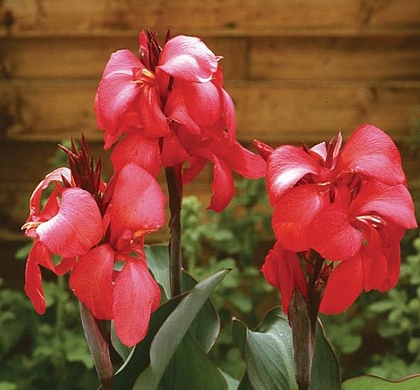 Cannova® 'Rose' Canna | Natorp's Online Plant Store