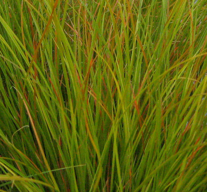 Prairie Fire Sedge | Natorp's Online Plant Store