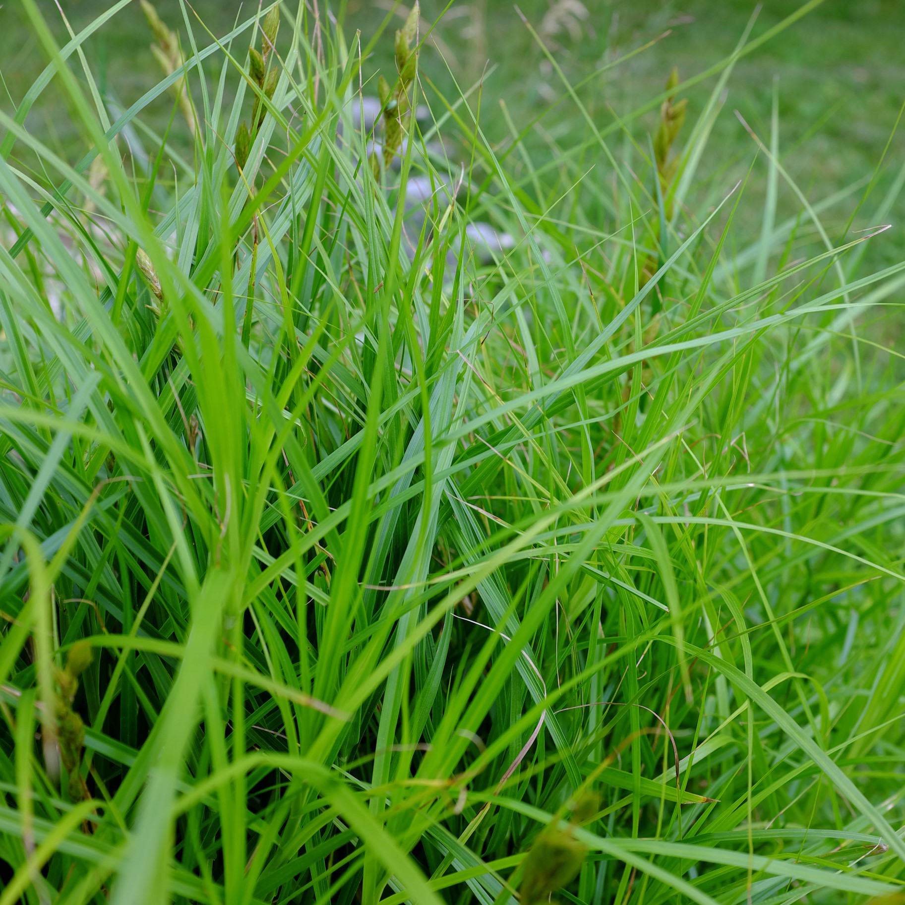 Palm Sedge | Natorp's Online Plant Store