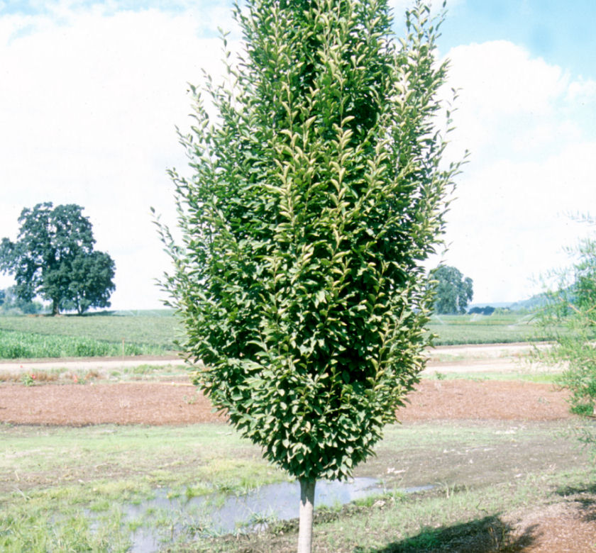Columnar European Hornbeam | Natorp's Online Plant Store