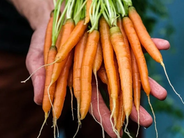 Little Finger Carrot | Natorp's Online Plant Store
