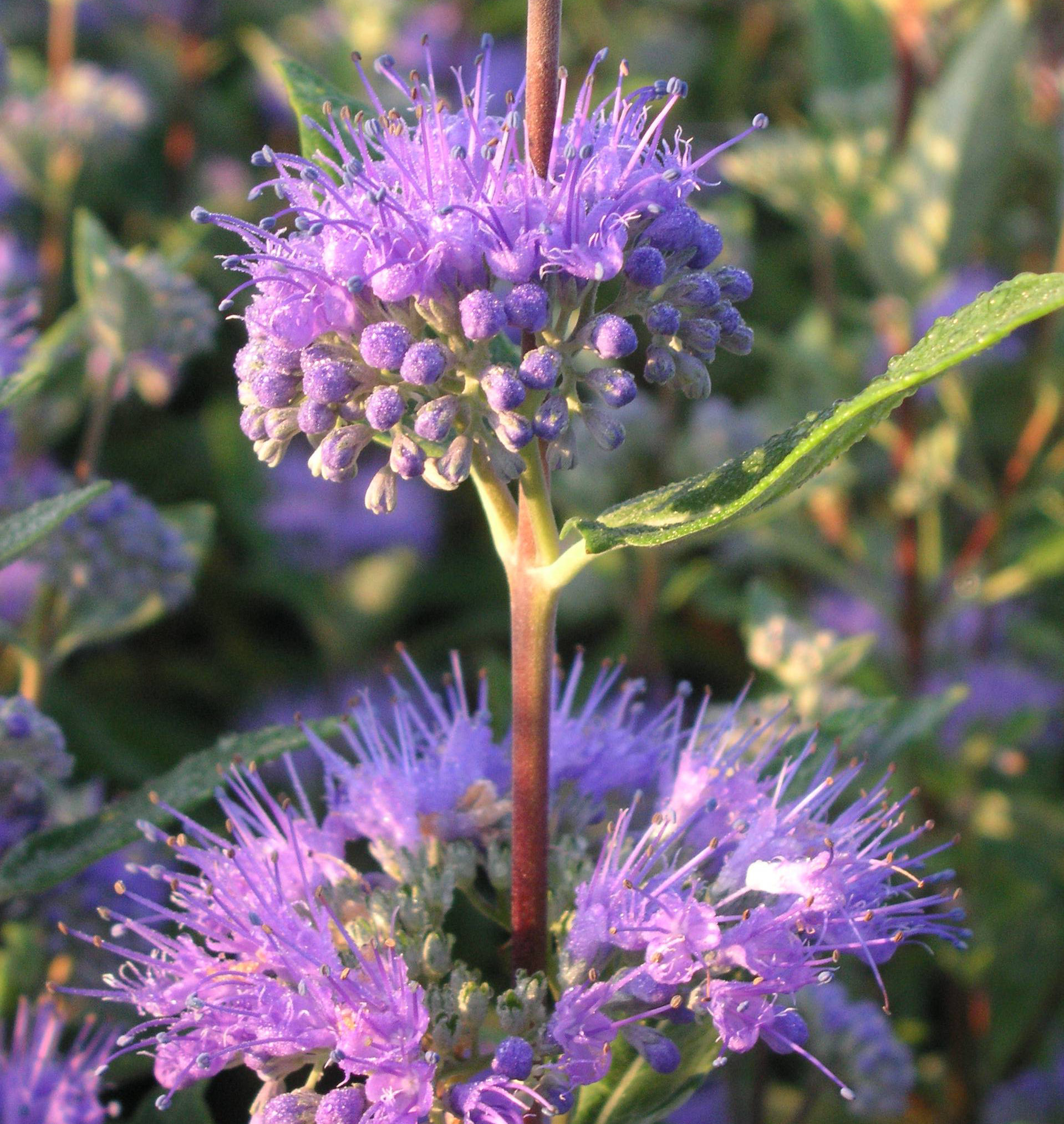 Dark Knight Blue Mist Shrub (Bluebeard) | Natorp's Online Plant Store