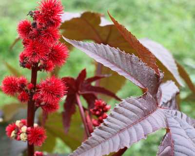 Red Castor Bean | Natorp's Online Plant Store