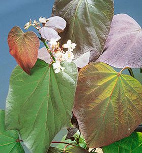 Purple Catalpa | Natorp's Online Plant Store