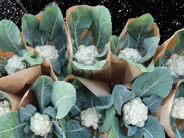 Baby Hybrid Cauliflower | Natorp's Online Plant Store