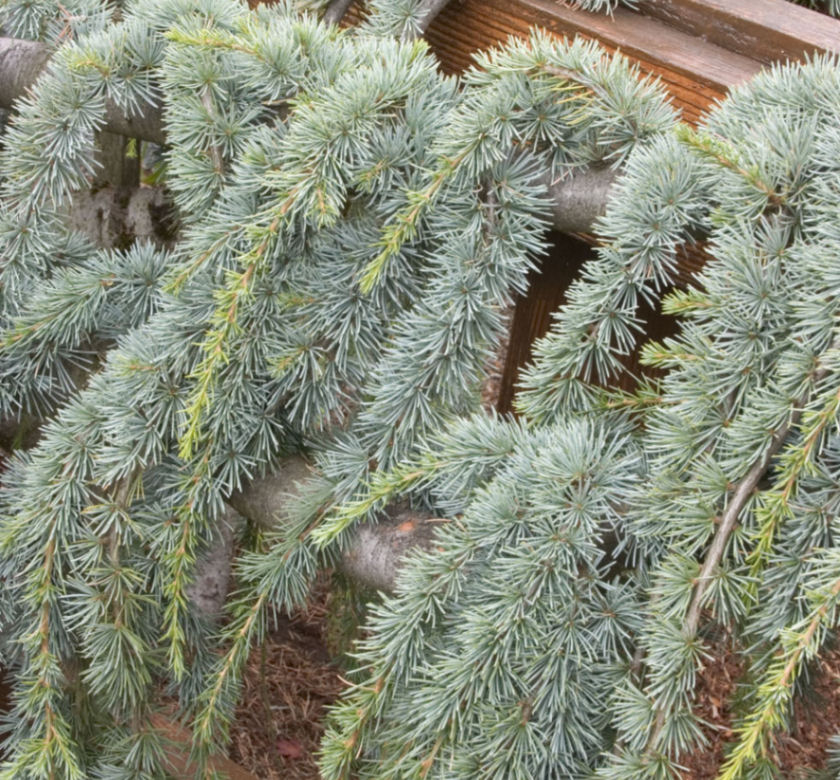 Weeping Blue Atlas Cedar | Natorp's Online Plant Store