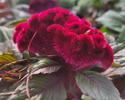 Dracula Cockscomb | Natorp's Online Plant Store