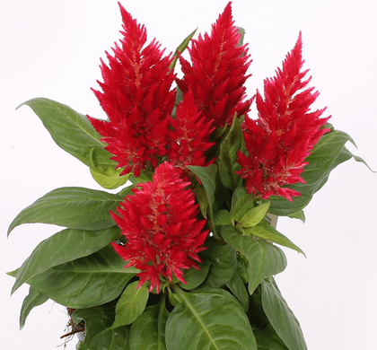 Kelos Fire Red Celosia | Natorp's Online Plant Store