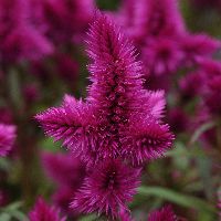 Intenz™ Dark Purple Celosia | Natorp's Online Plant Store