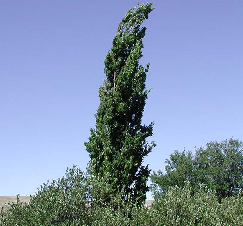 Prairie Sentinel® Hackberry | Natorp's Online Plant Store